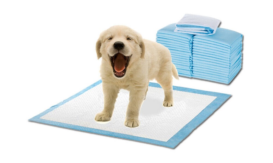 Buy PaWz 400pcs 60x60cm Pet Dog Indoor Cat Toilet Training Pads ...
