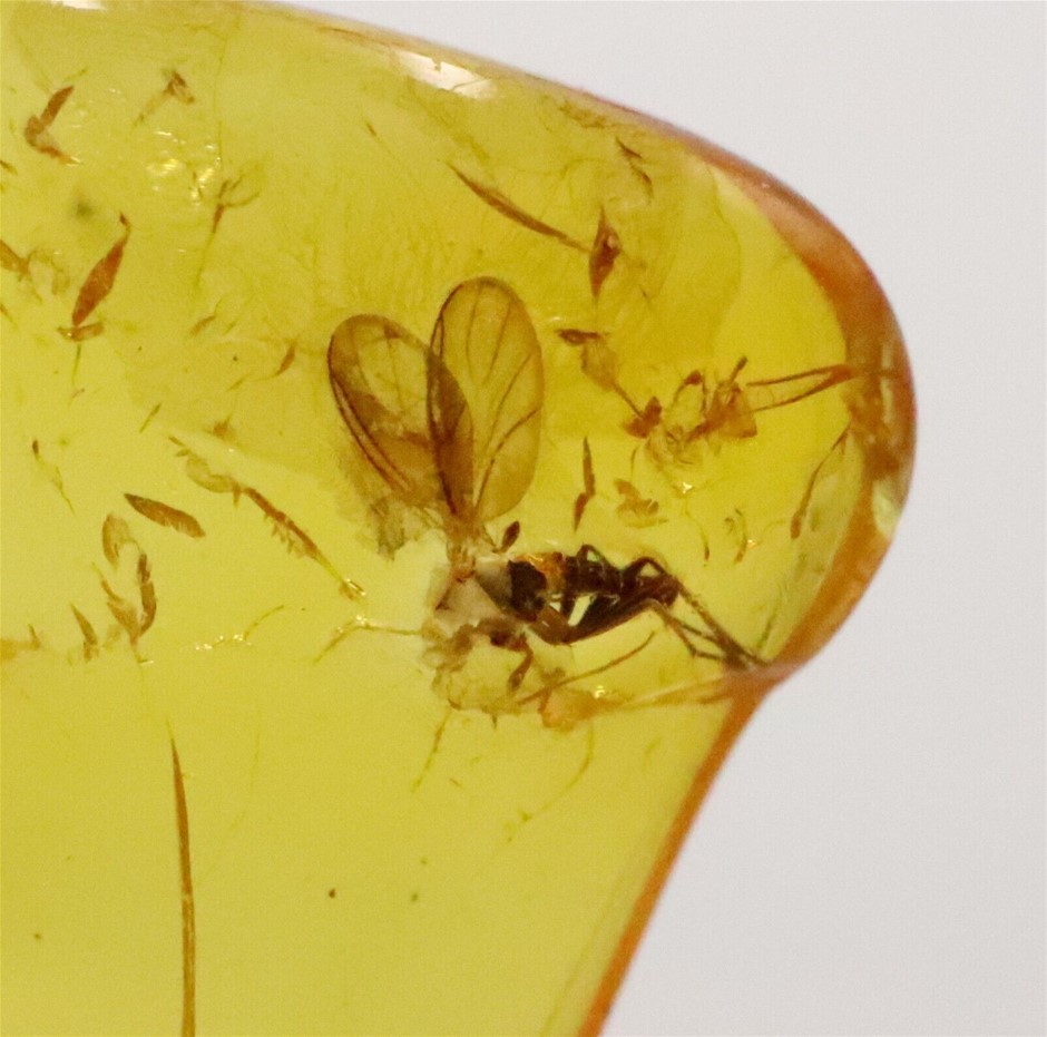 FOSSILISED AMBER WITH PREHISTORIC FLY TRAPPED INSIDE Auction (0002 ...
