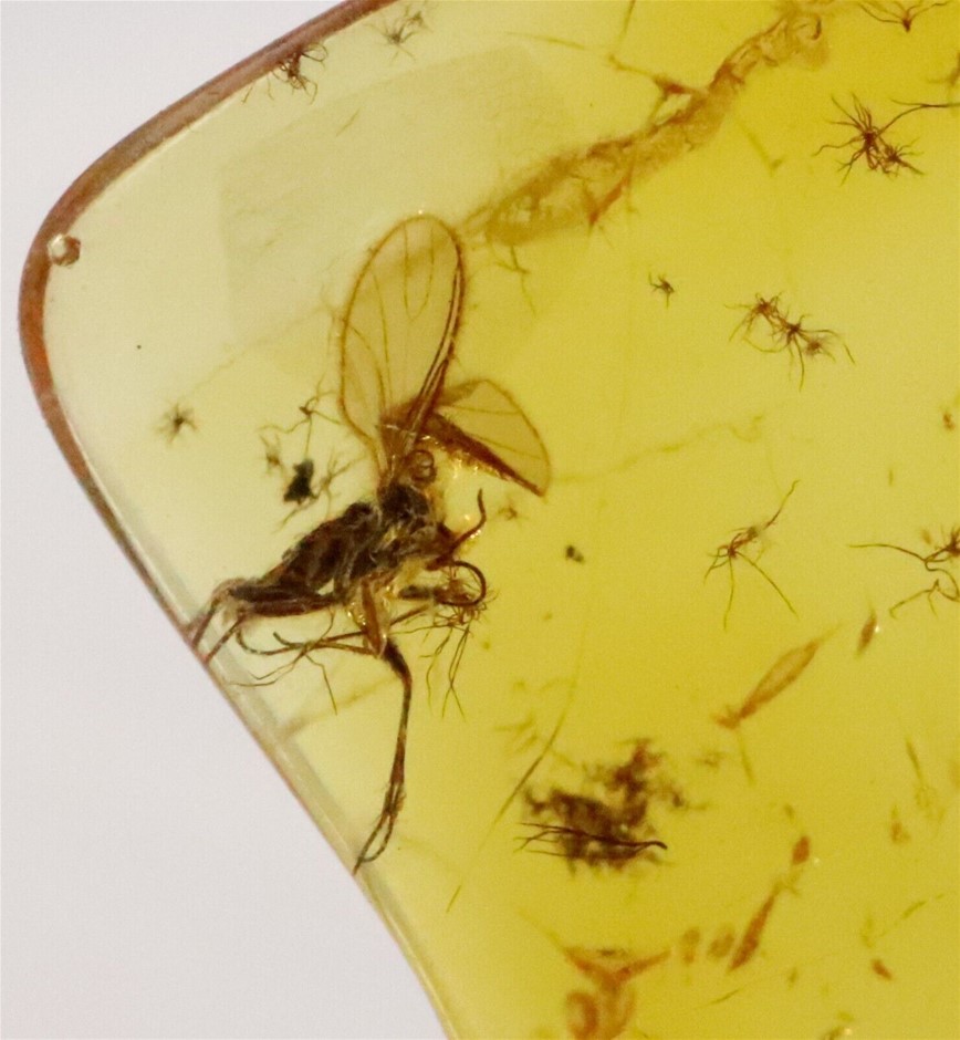 FOSSILISED AMBER WITH PREHISTORIC FLY TRAPPED INSIDE Auction (0004 ...