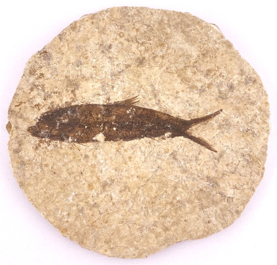 56-33 MILLION YEARS B.P. KNIGHTIA ALTA FISH FOSSIL FROM THE EOCENE ...