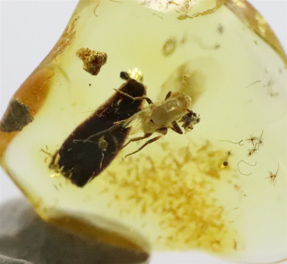 FOSSILISED AMBER WITH PREHISTORIC INSECT TRAPPED INSIDE Auction (0009 ...