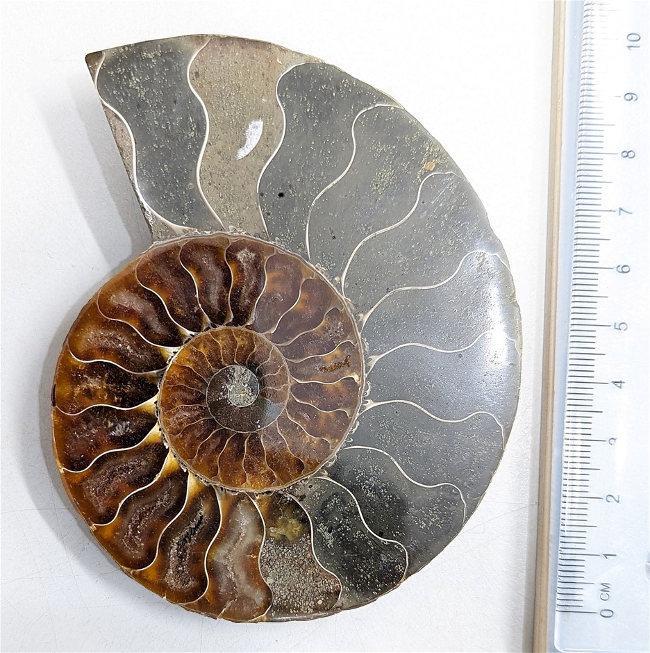 120 Million year old Fossil AMMONITE From Madagascar Auction (0004 ...