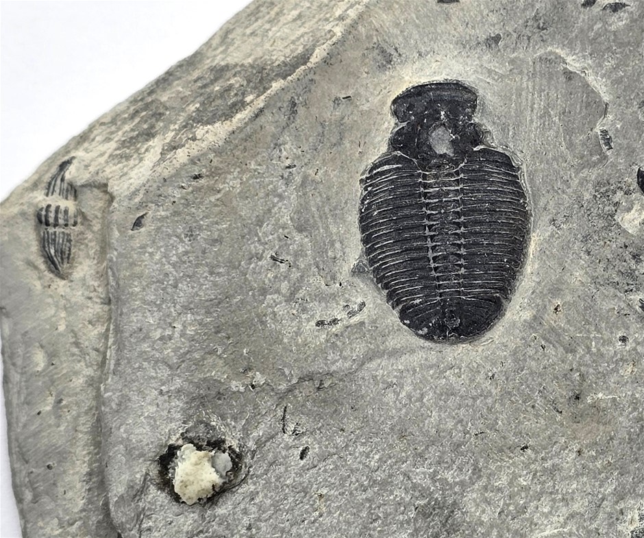 500 MILLION YEAR OLD TRILOBITE FOSSIL GROUP Auction (0003-2559749 ...