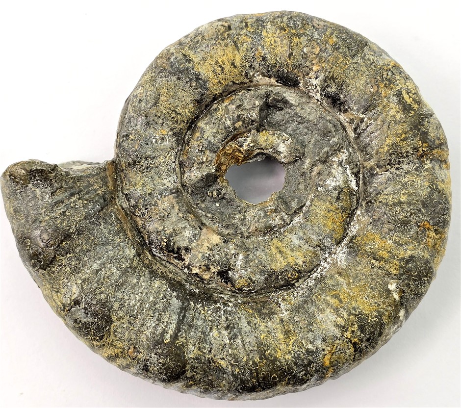 190 MILLION YEAR OLD AMMONITE FOSSIL Auction (0001-2560517) | Grays ...