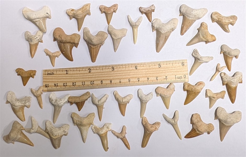 Three Dozen 40 Million year old fossil Shark Teeth from Morocco Auction ...