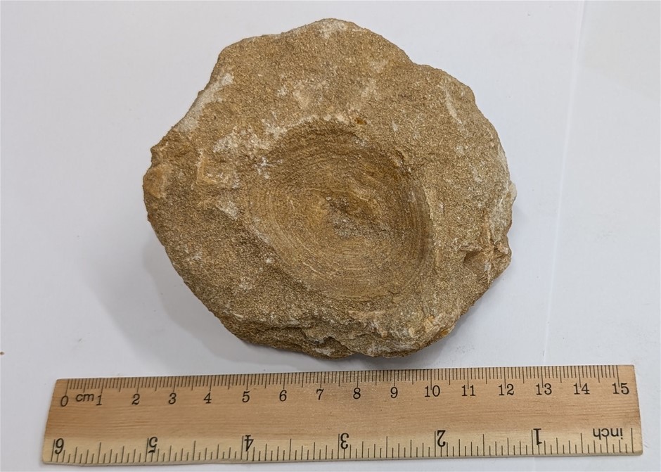 Large 40 Million year old SHARK VERTEBRAE Fossil from Morocco Auction ...
