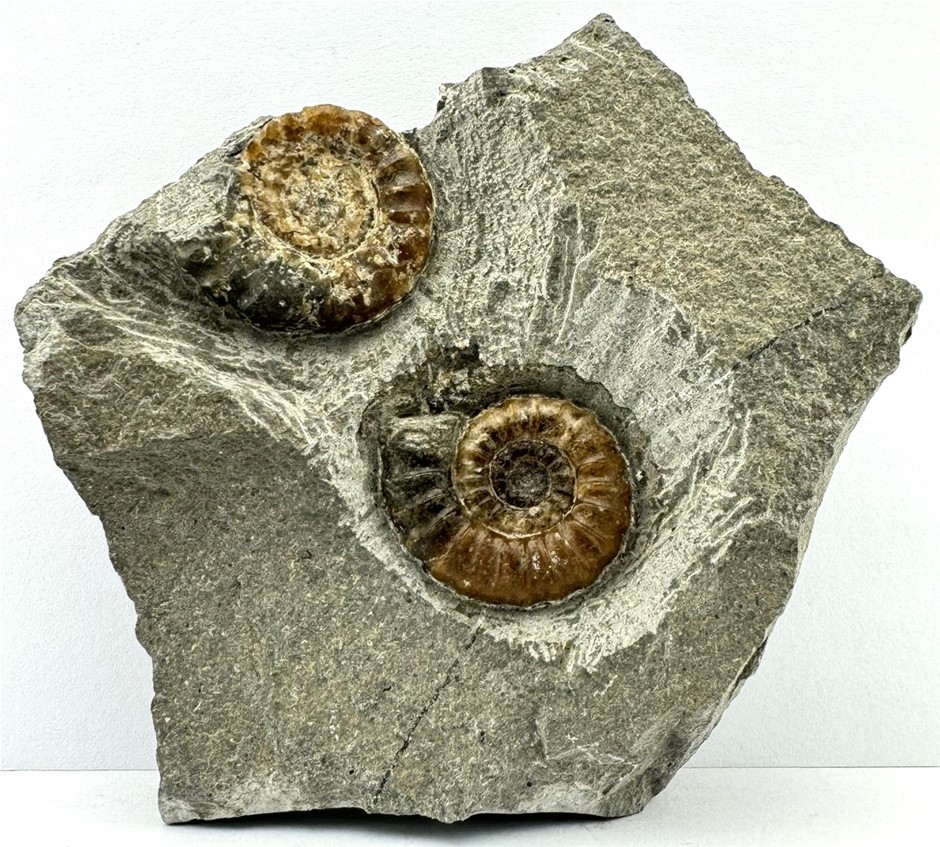 190 MILLION YEARS B.P. BRITISH PROMICROCERAS AMMONITE FOSSIL (JURASSIC ...