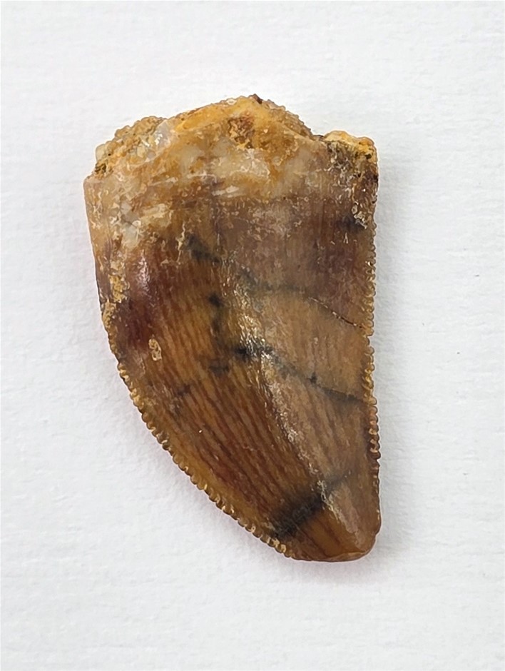 145-66 MILLION YEARS B.P. AFRICAN T-REX DINOSAUR TOOTH FOSSIL ...