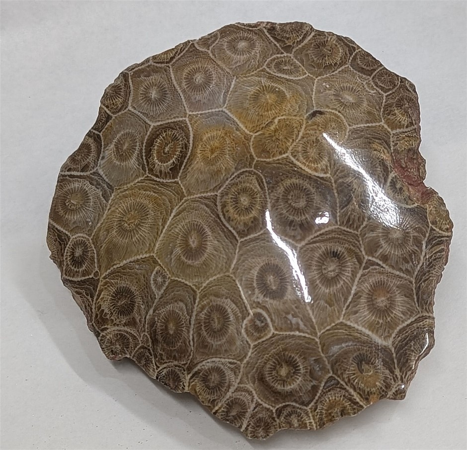 400 Million Year Old Devonian Age Hexagonal Fossil Coral From Morocco ...