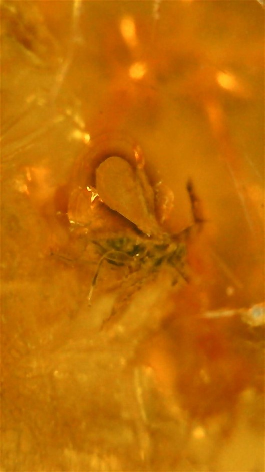 3 MILLION YEAR OLD PIECE OF AMBER FILLED WITH A PREHISTORIC BEE Auction ...