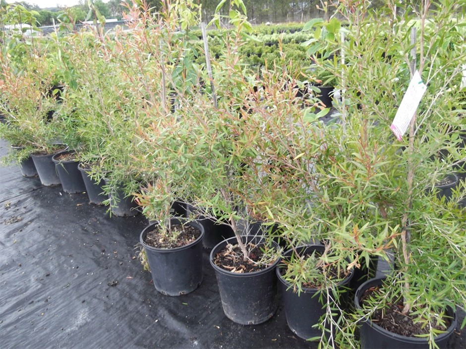 14 x Lemon Scented Tea Tree 200mm Pot. Bulk Lot Leptospermum Petersonii ...